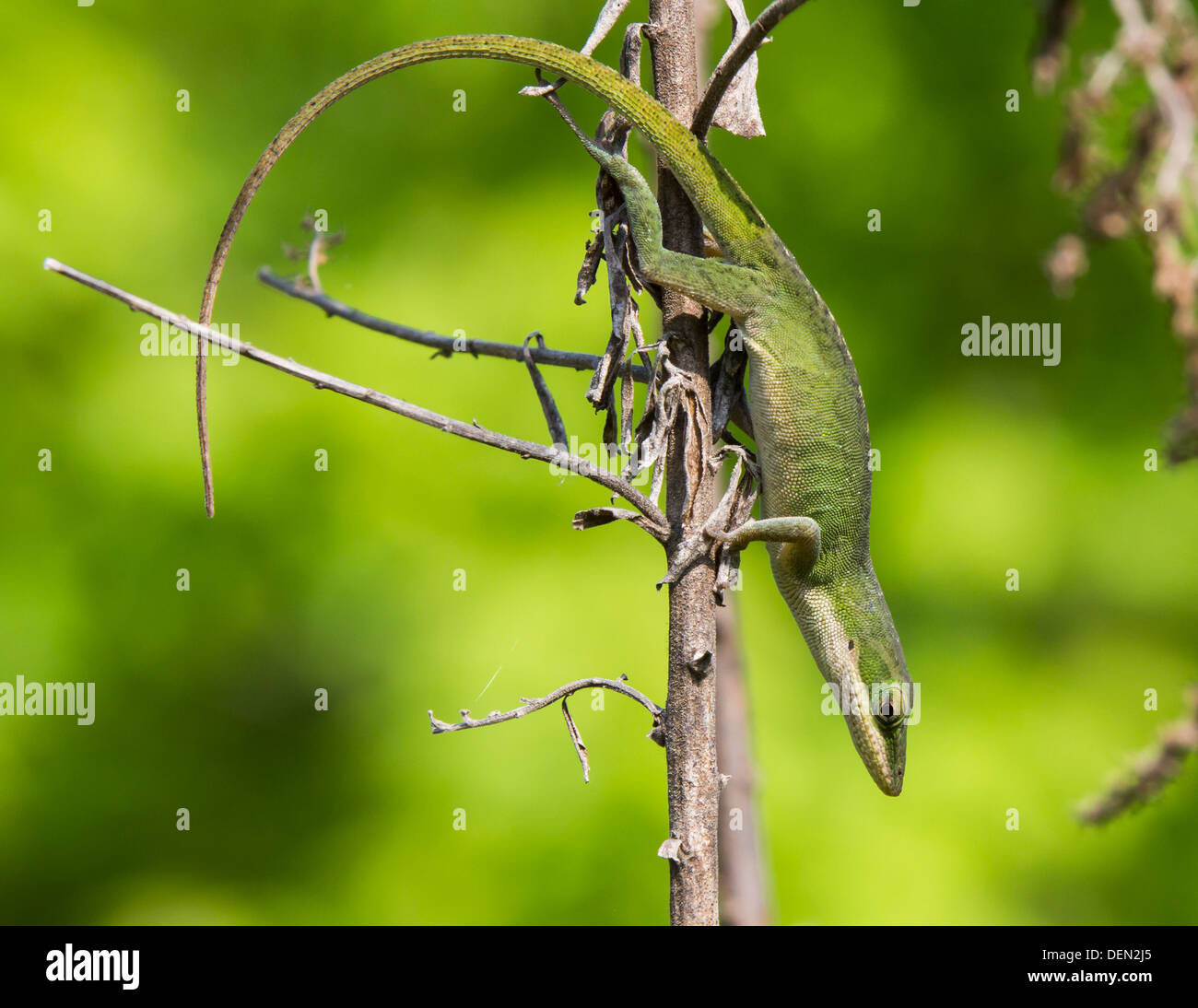 Side profile of a green anole on a dead flower stem Stock Photo - Alamy