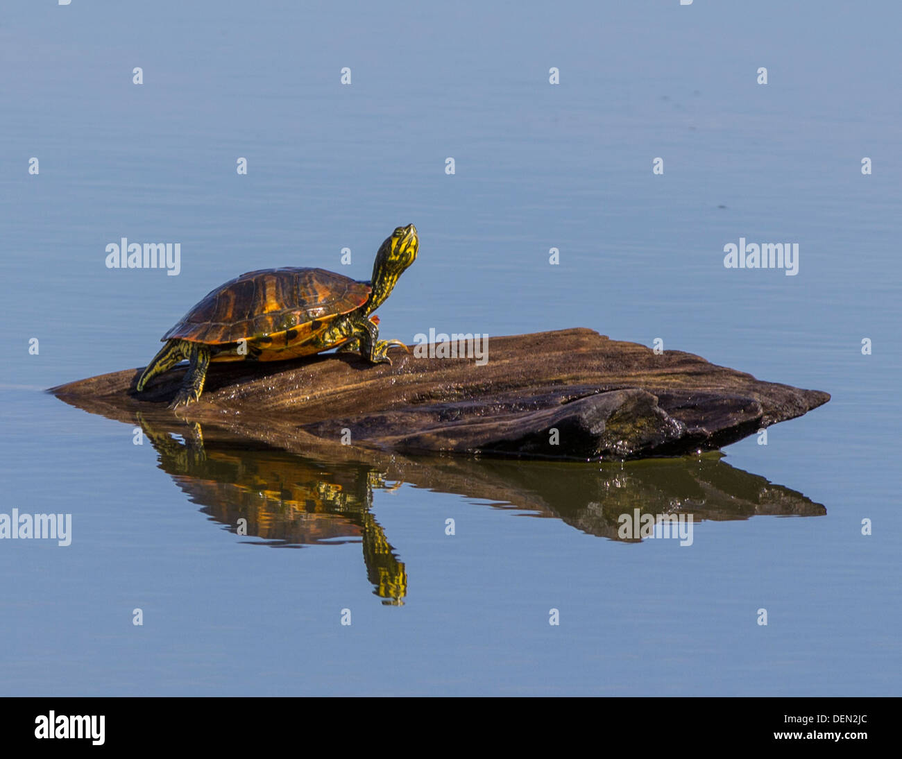 Alabama red bellied turtle Stock Photo - Alamy