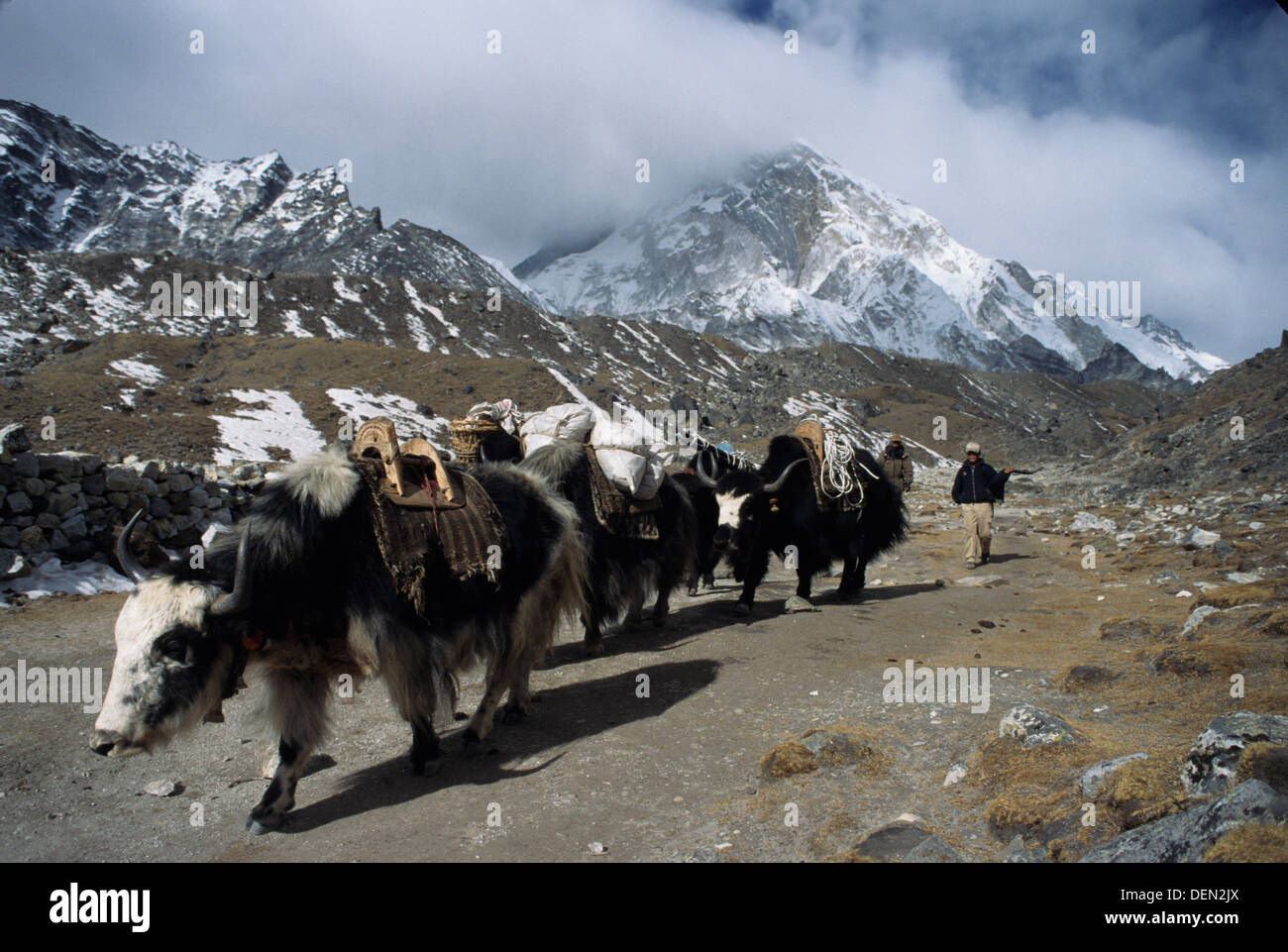 yak, nepal, himalaya, tourism, travel, trekking Stock Photo - Alamy