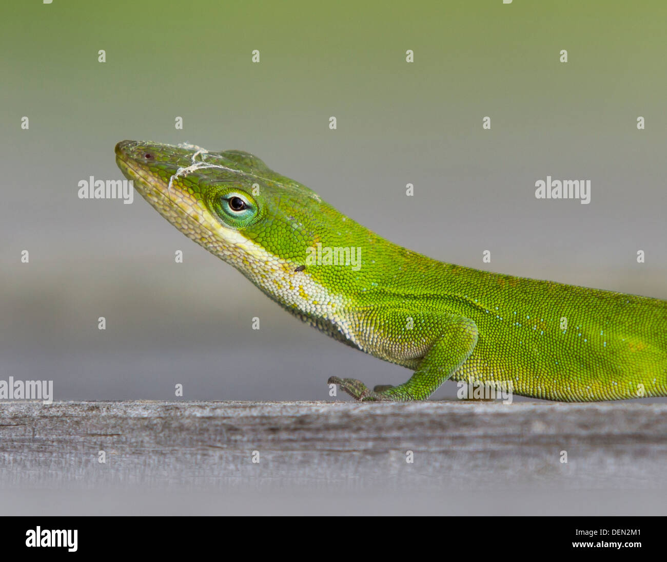 Green anole portrait Stock Photo - Alamy