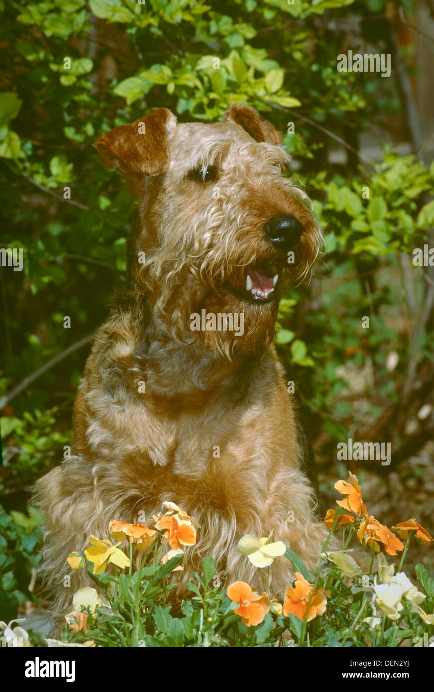 Airedale terrier hi-res stock photography and images - Alamy
