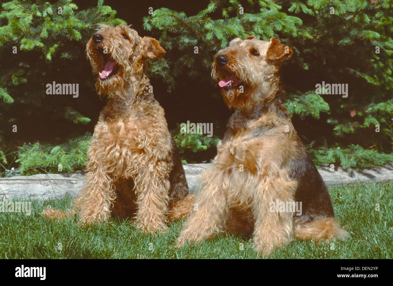 Airedale hi-res stock photography and images - Alamy