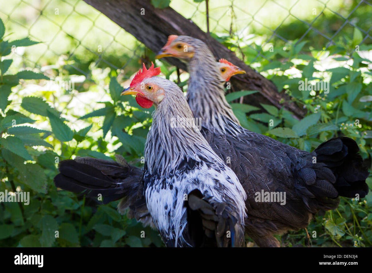 Beautiful Silver Leghorn Free range hens and rooster Stock Photo - Alamy