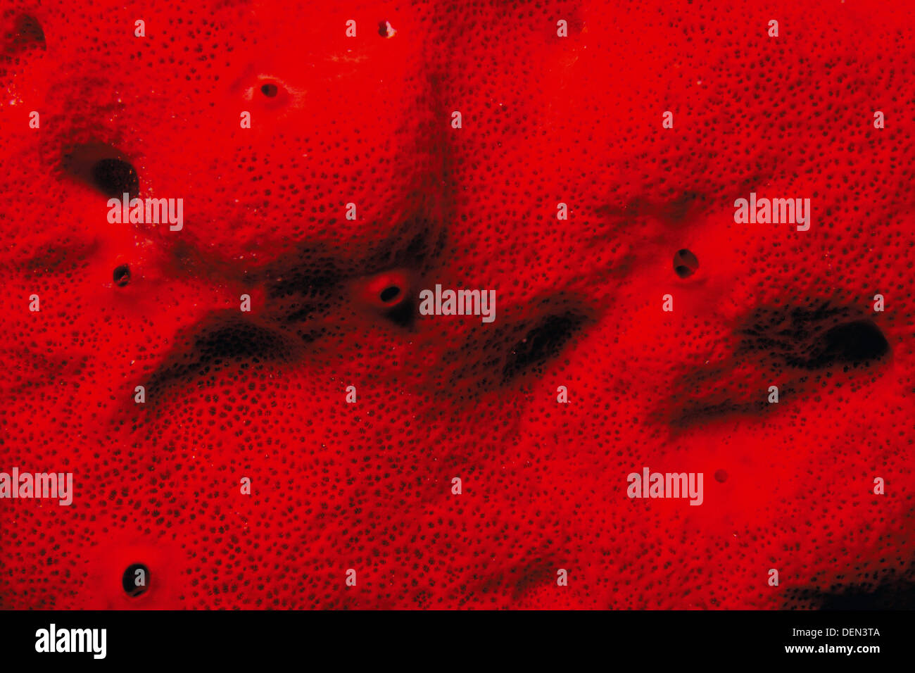 Cliona hi-res stock photography and images - Alamy