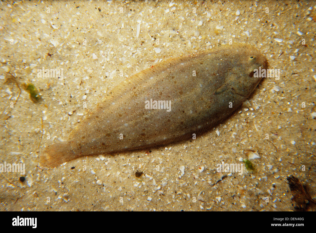 Senegalese sole hi-res stock photography and images - Alamy