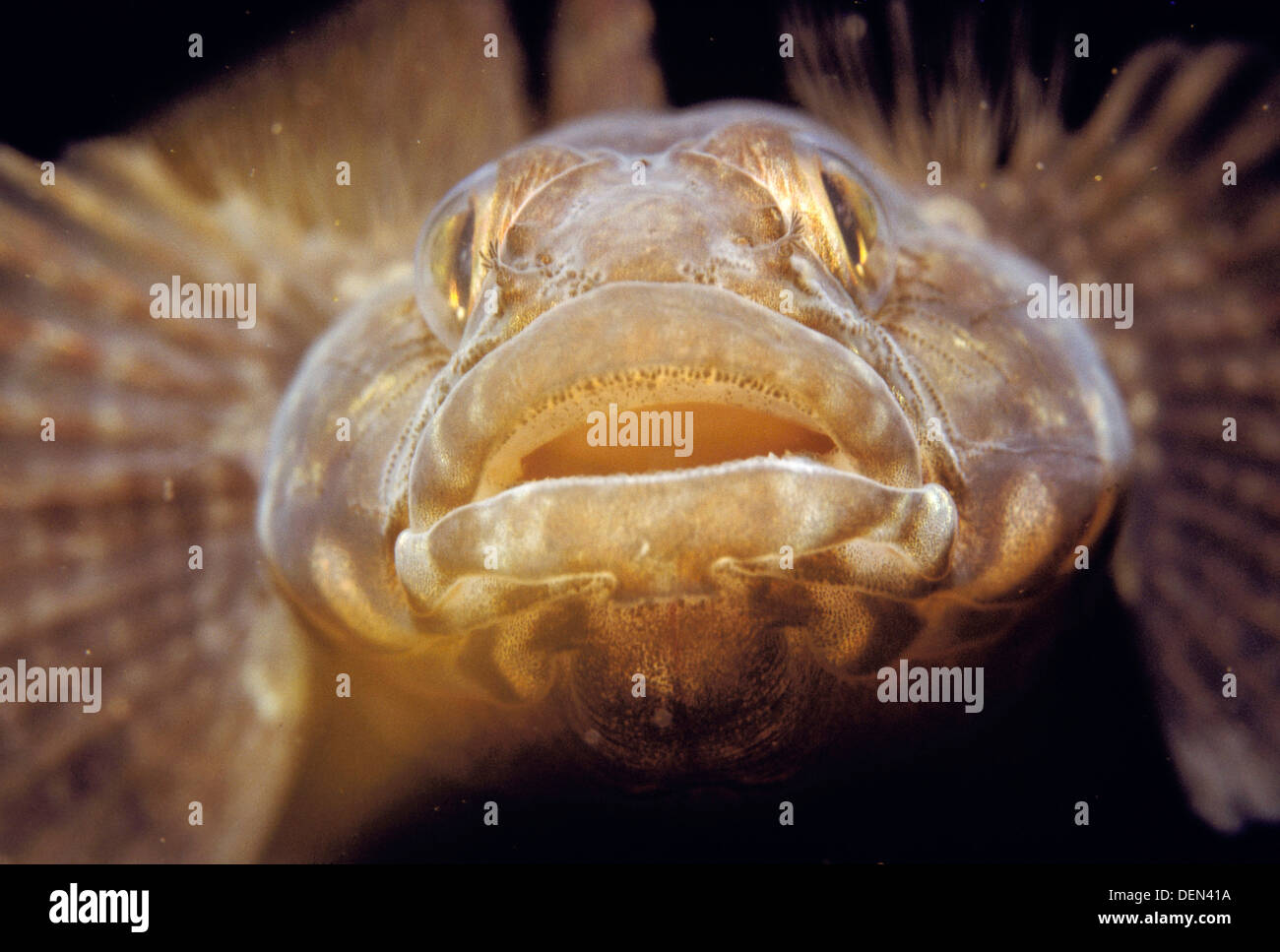 Rock Goby (Gobius paganellus). Galicia, Spain Stock Photo - Alamy