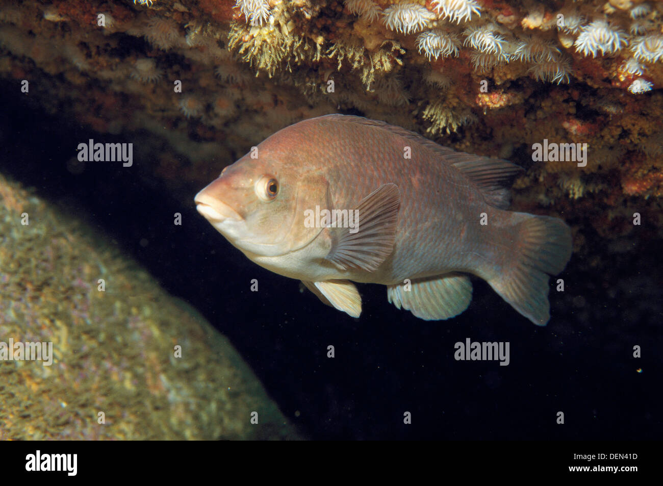 Ballan wrasse fish hi-res stock photography and images - Alamy