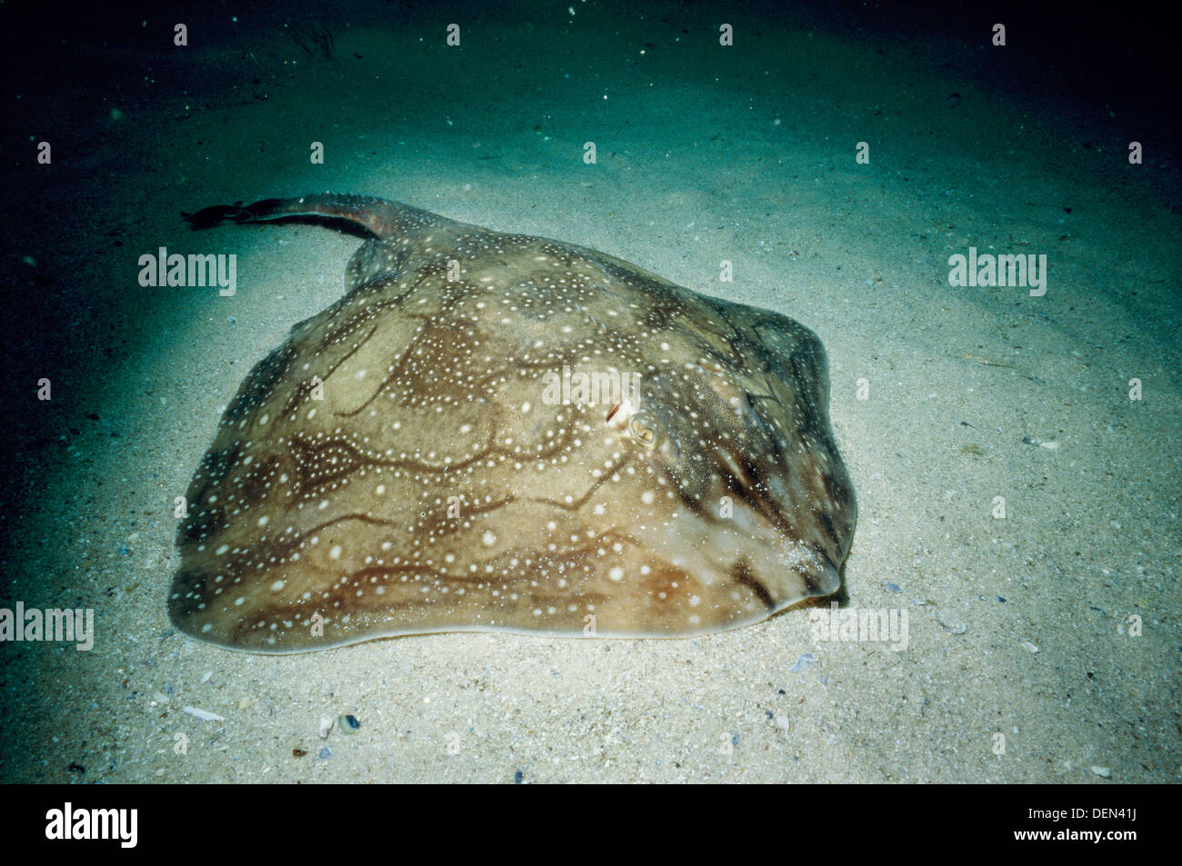 Raja Undulata Undulate Ray High Resolution Stock Photography and Images ...