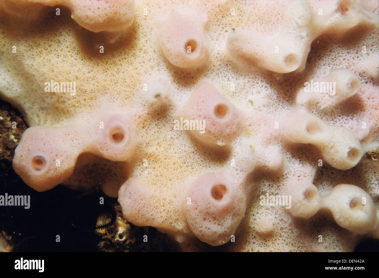 Haliclona Sp High Resolution Stock Photography and Images - Alamy