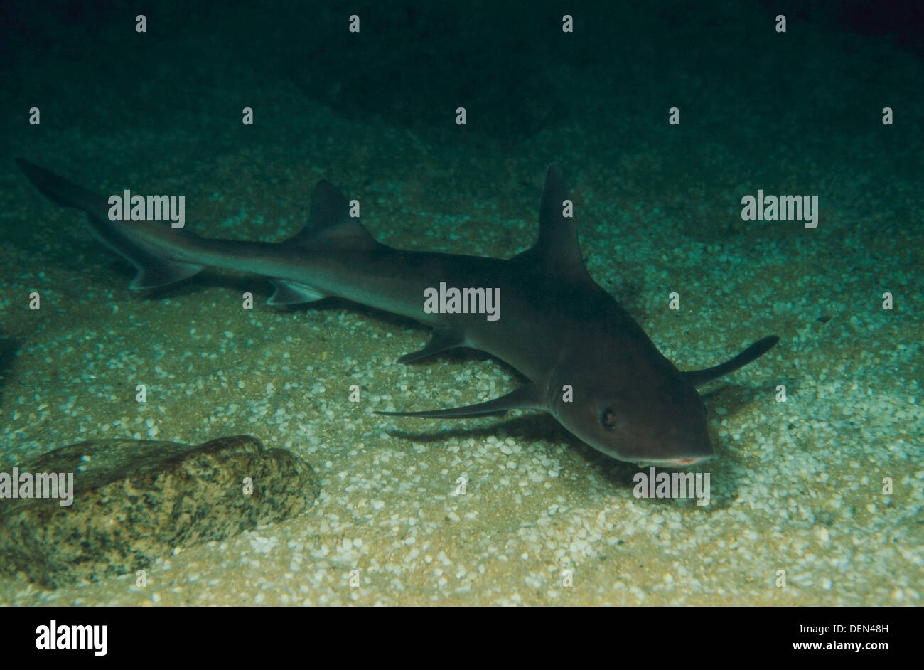Common smooth hound mustelus mustelus hi-res stock photography and ...