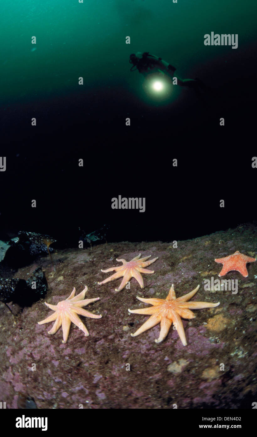 Solaster endeca hi-res stock photography and images - Alamy