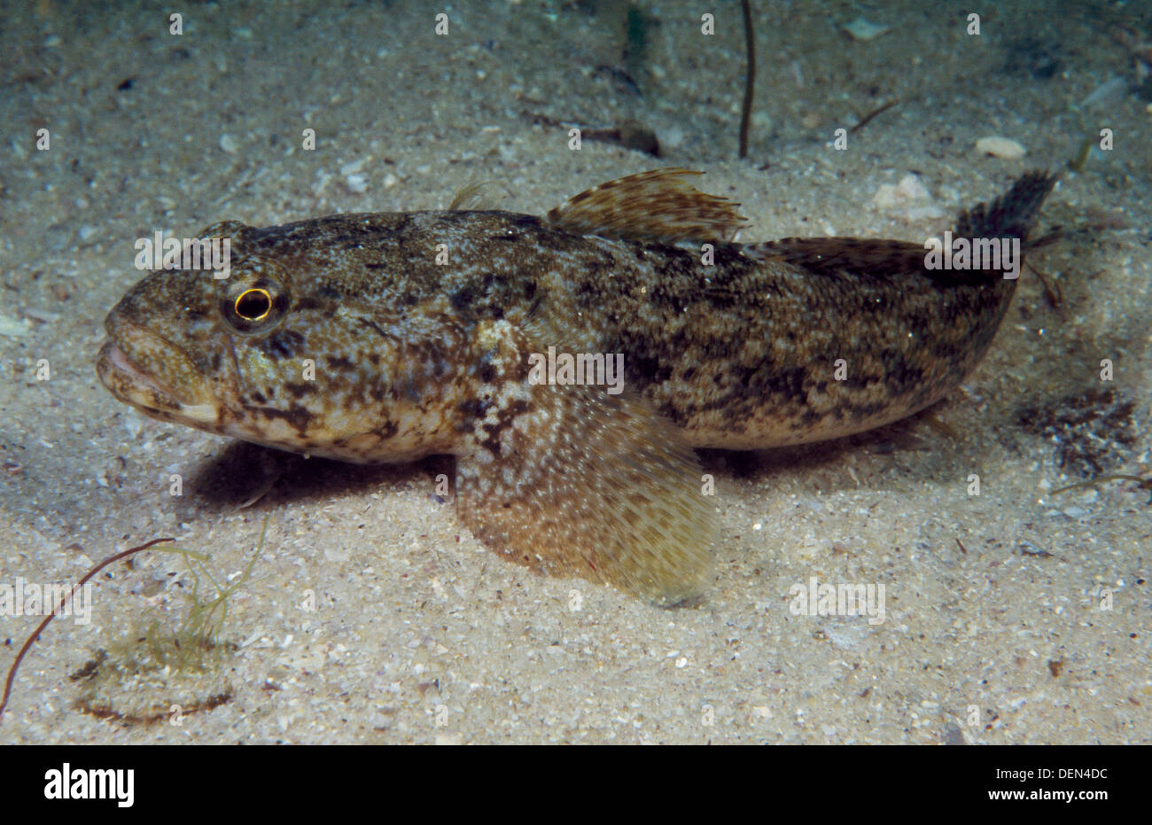 Gobius paganellus hi-res stock photography and images - Alamy