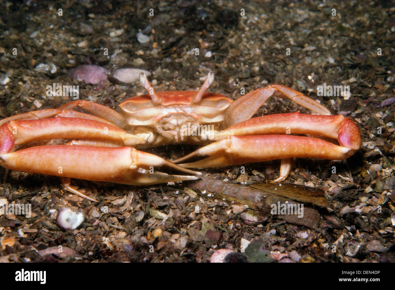 Rhomboides High Resolution Stock Photography and Images - Alamy