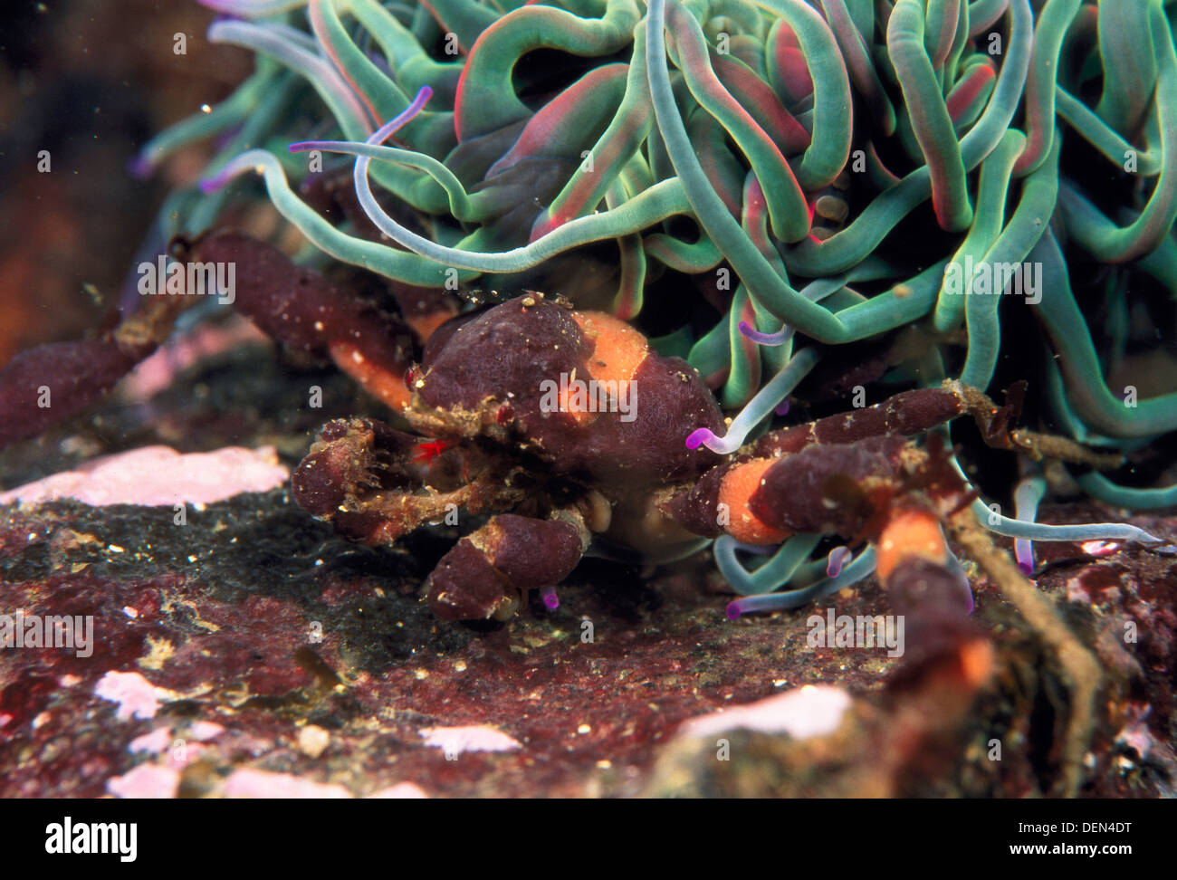 Long legged spider crab hi-res stock photography and images - Alamy