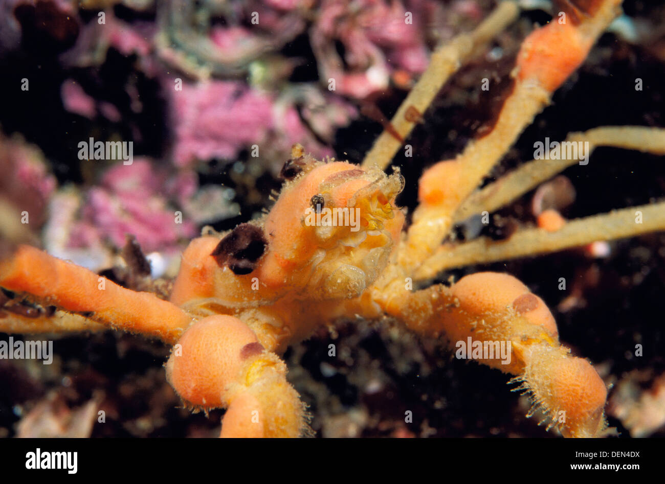 Spider crab inachus phalangium hi-res stock photography and images - Alamy