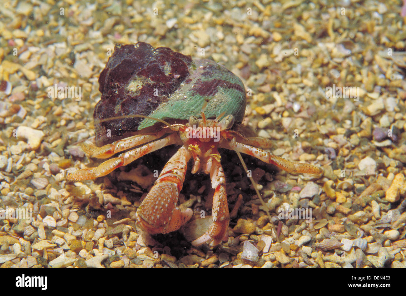 Pagurus Sp High Resolution Stock Photography and Images - Alamy