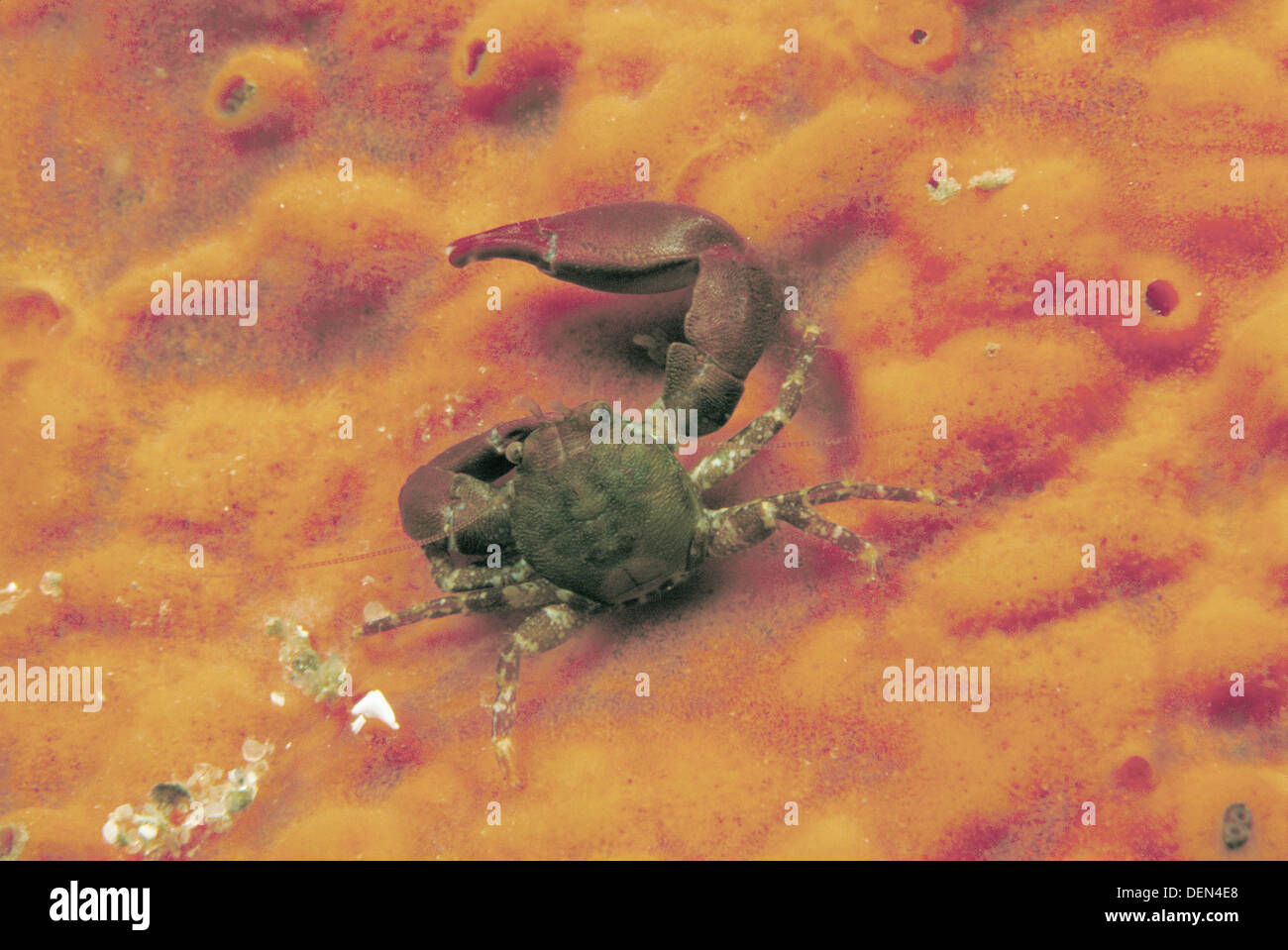 Pisidia Longicornis High Resolution Stock Photography and Images - Alamy