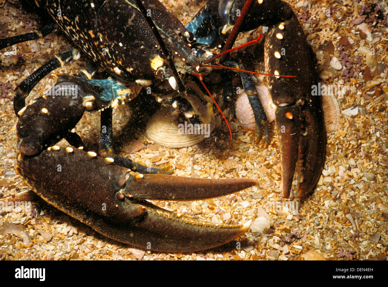 Homarus gammarus galicia hi-res stock photography and images - Alamy