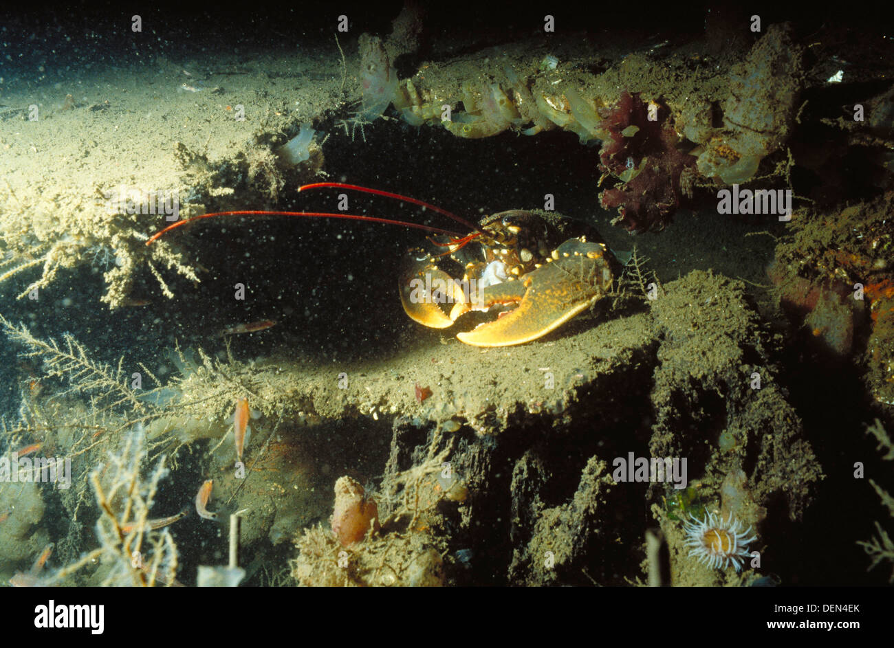Homarus gammarus galicia hi-res stock photography and images - Alamy