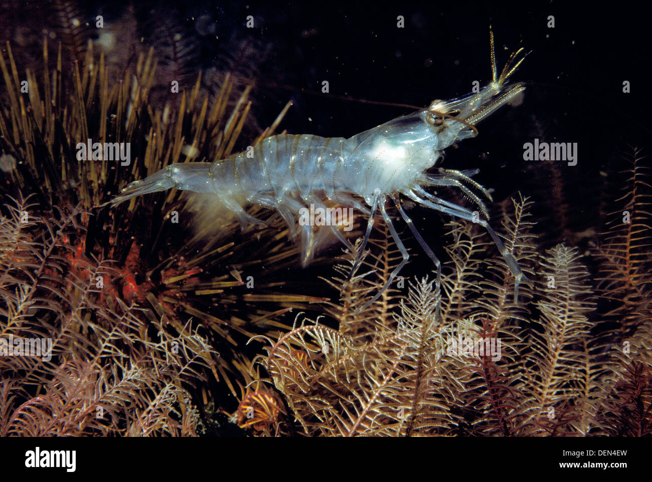Common Prawn (Palaemon serratus). Galicia, Spain Stock Photo - Alamy