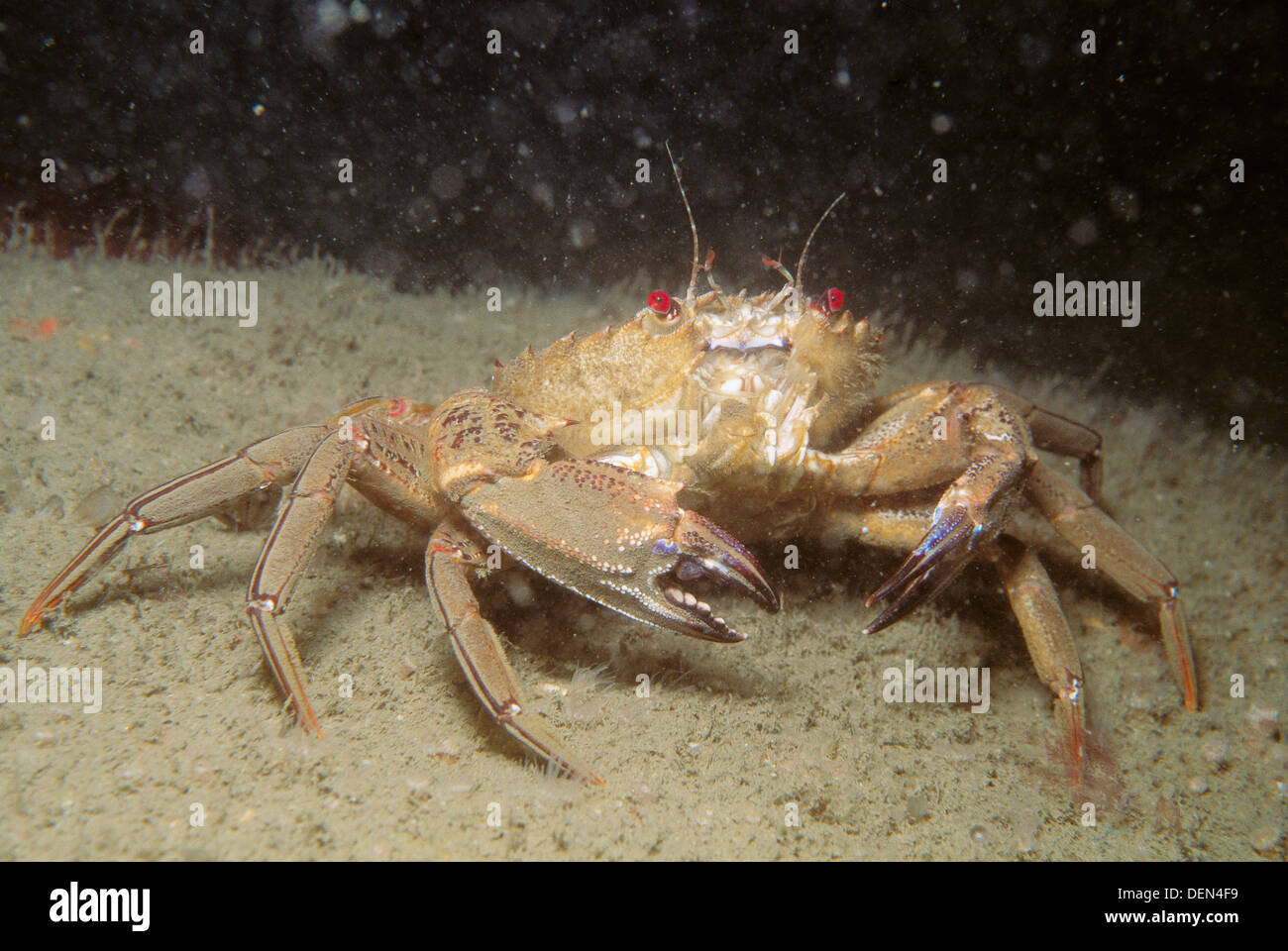 Necora galicia hi-res stock photography and images - Alamy