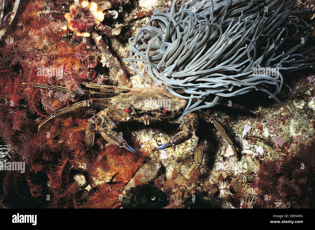 Velvet Crab (Necora puber). Galicia, Spain Stock Photo - Alamy