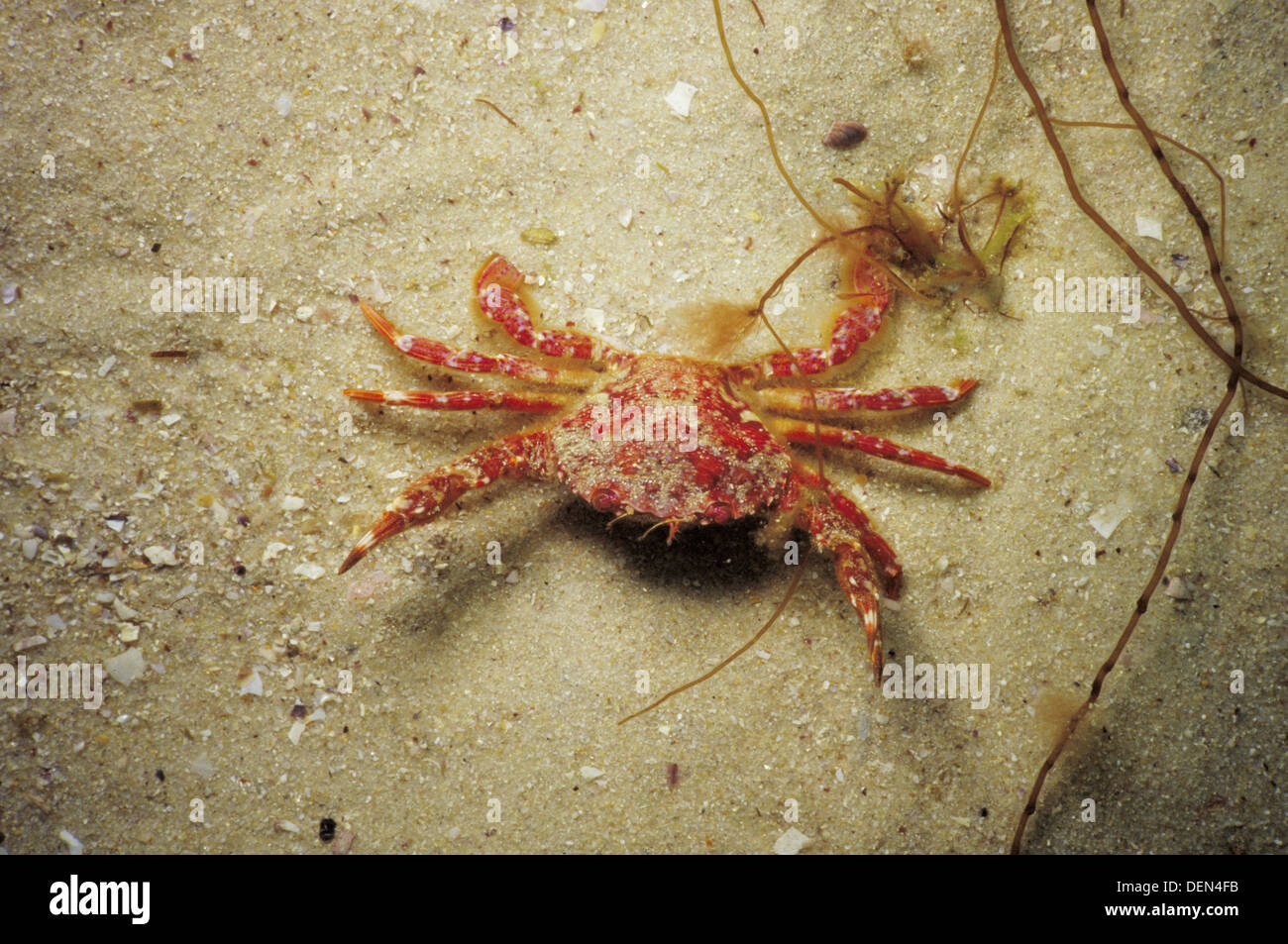 Liocarcinus hi-res stock photography and images - Alamy