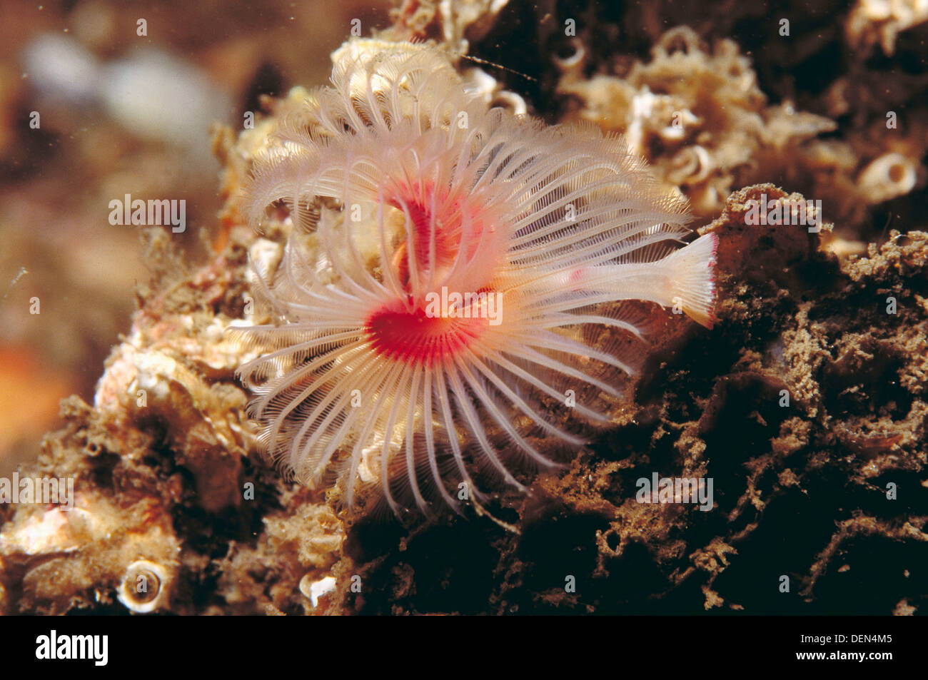 Serpulid worm tube hi-res stock photography and images - Alamy