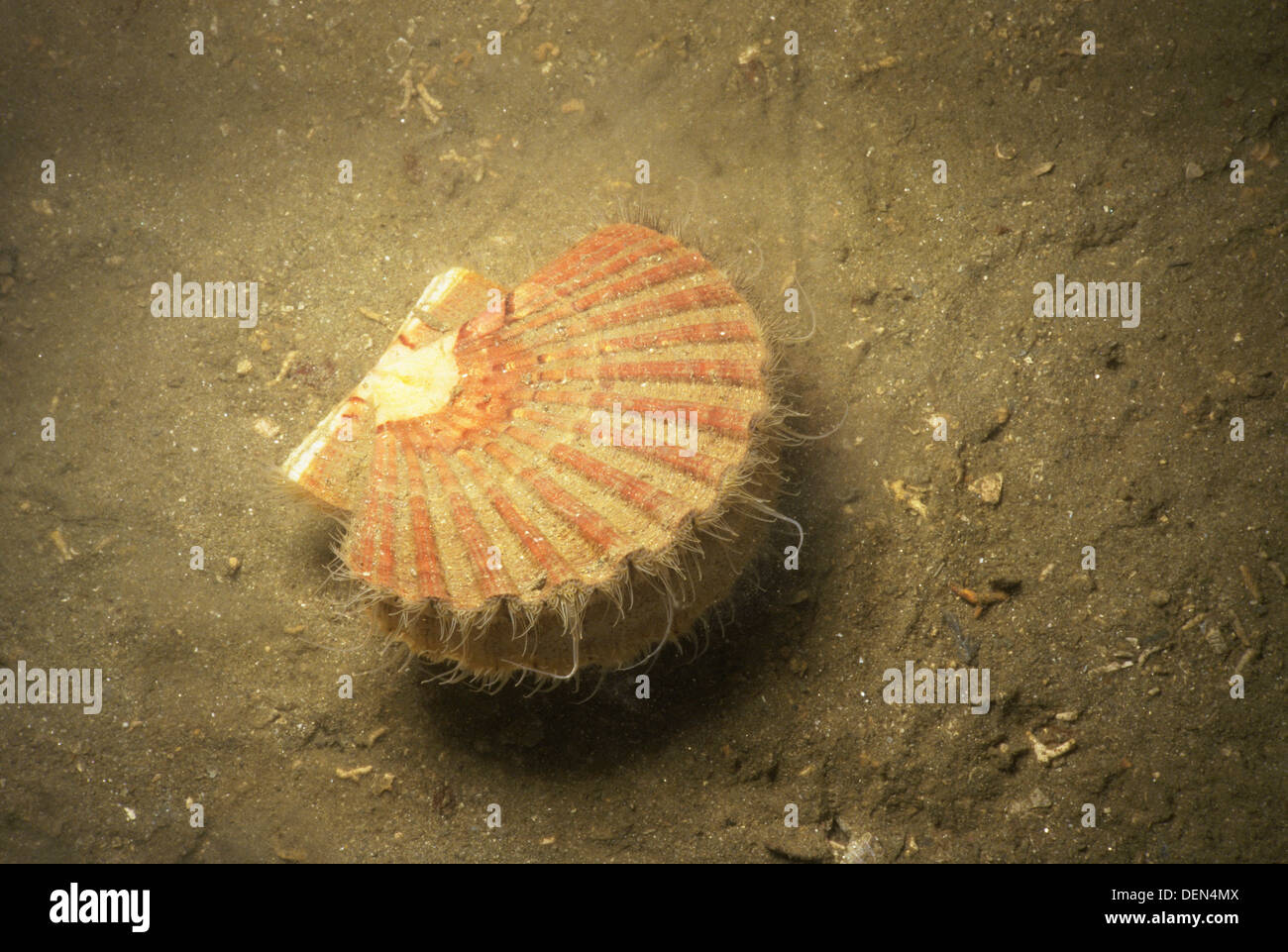 Scallop (Pecten maximus Stock Photo - Alamy