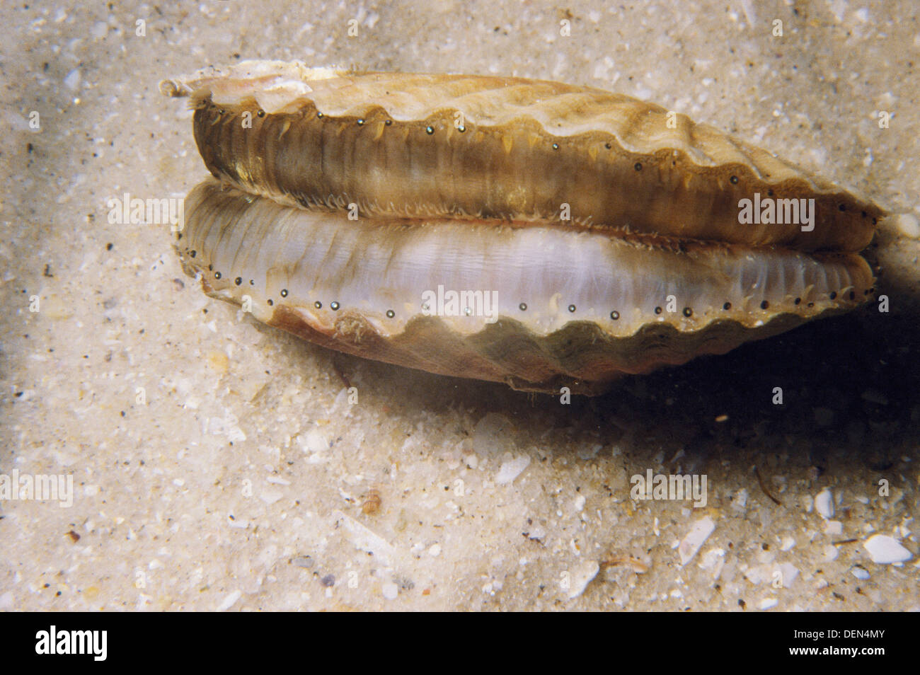 Queen scallop hi-res stock photography and images - Alamy