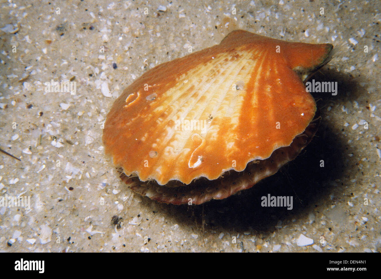 Queen scallop hi-res stock photography and images - Alamy
