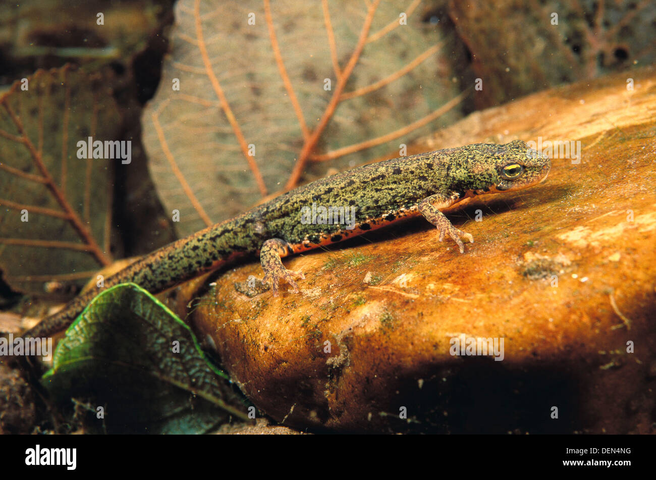 Bosca Newt High Resolution Stock Photography and Images - Alamy