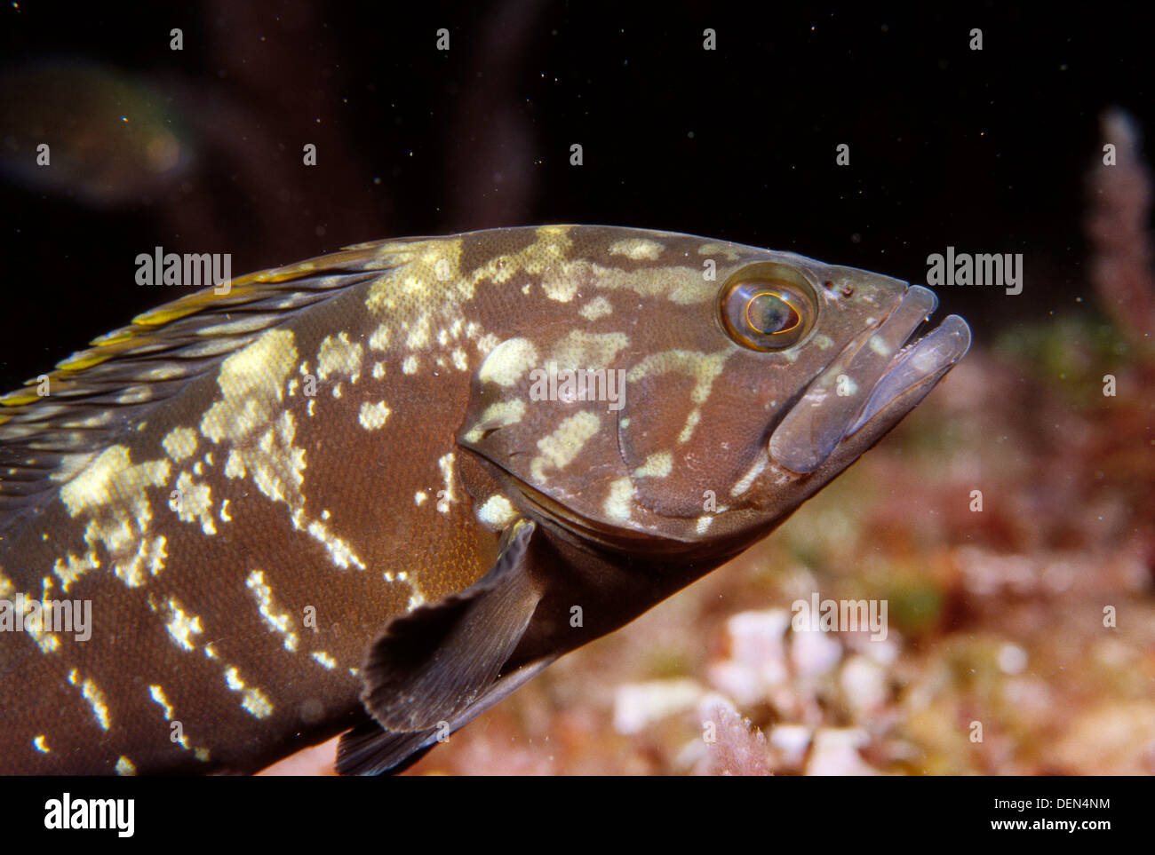 Epinephelus guaza hi-res stock photography and images - Alamy