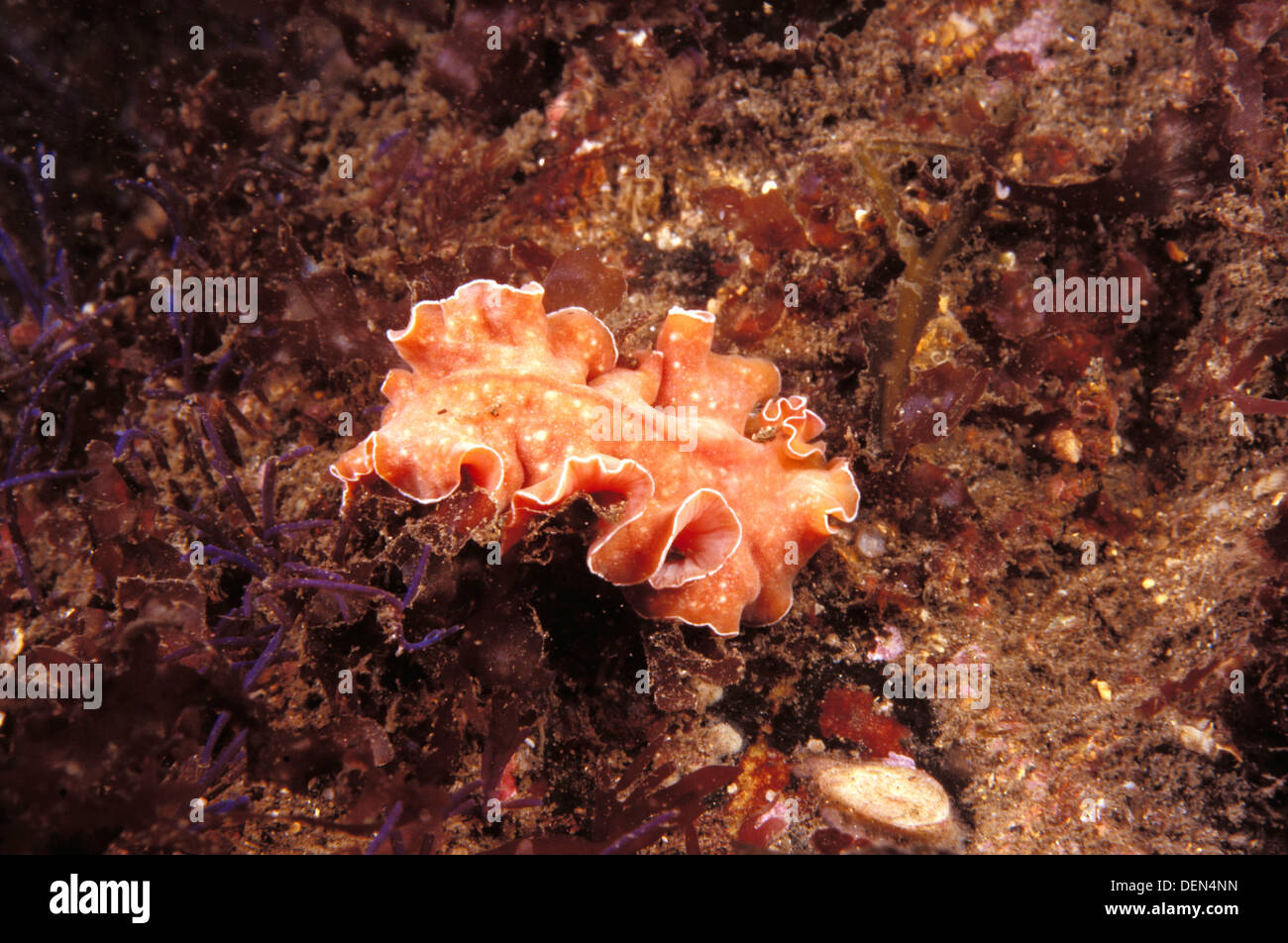 Flatworm not islc hi-res stock photography and images - Alamy