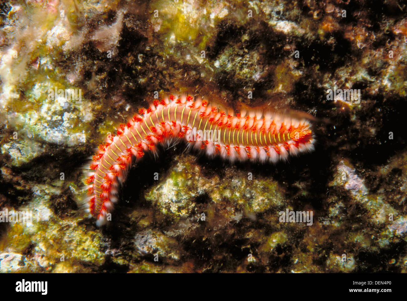 Bearded Fireworms High Resolution Stock Photography and Images - Alamy