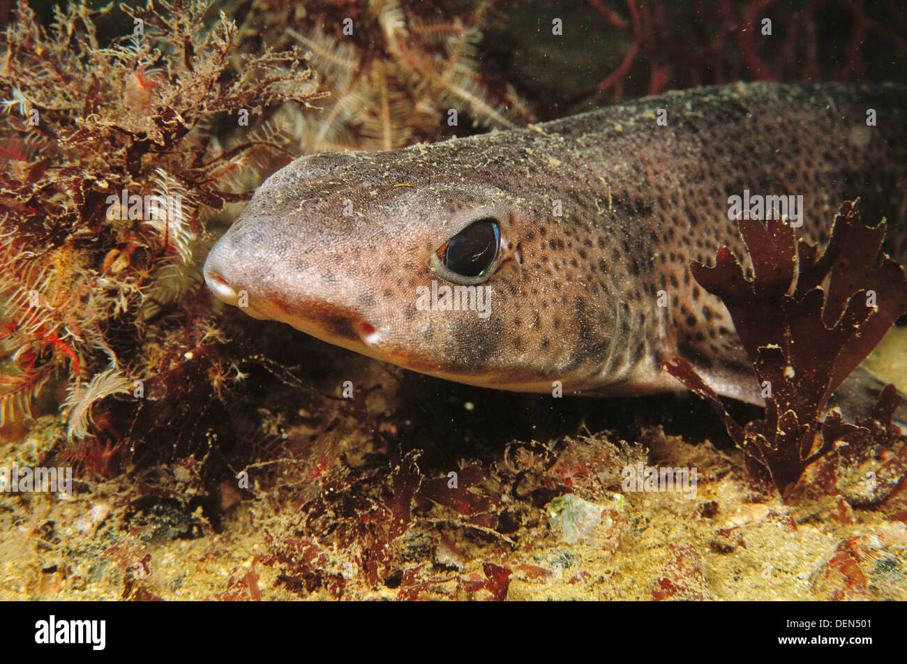 Dogfish head hi-res stock photography and images - Alamy