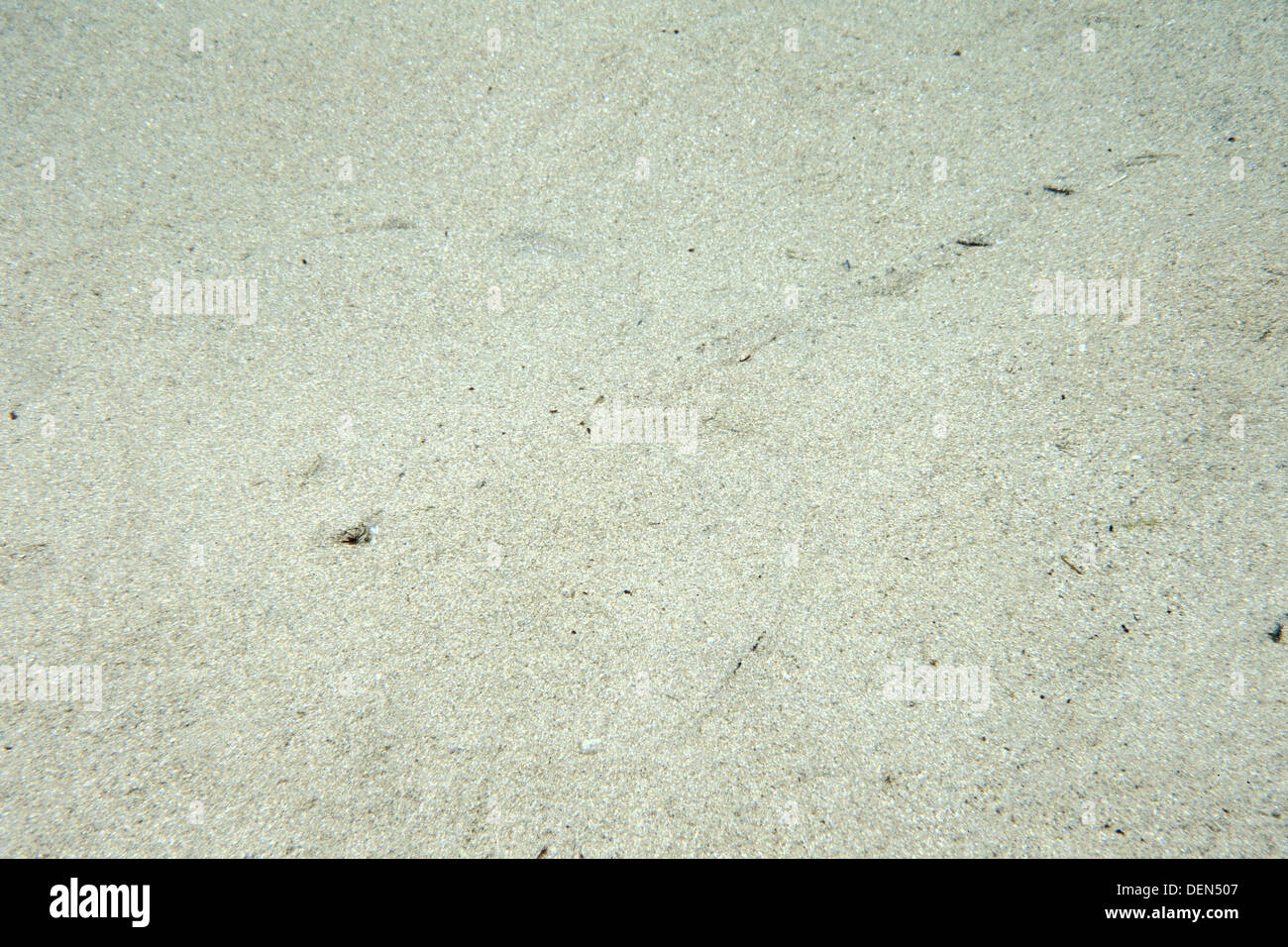 Undulate Ray (Raja undulata). Galicia, Spain Stock Photo - Alamy