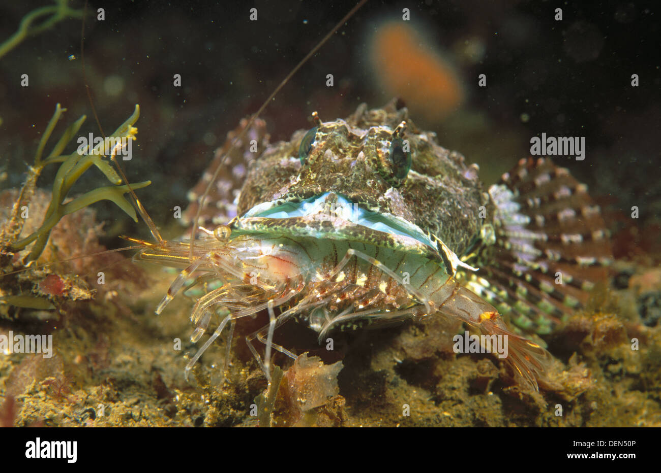 Sea scorpion taurulus bubalis hi-res stock photography and images - Alamy