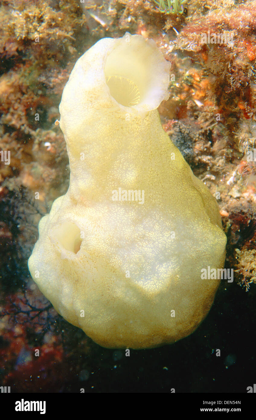 Phallusia mammillata hi-res stock photography and images - Alamy