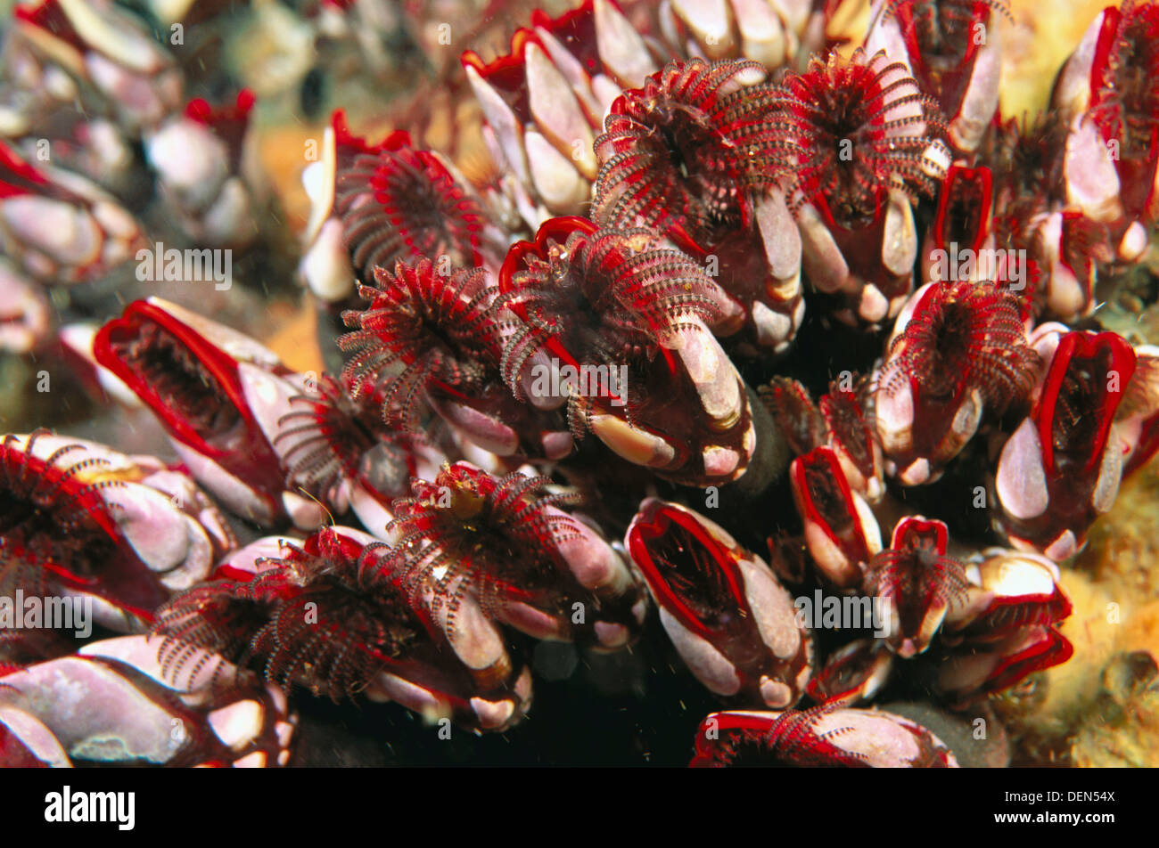 Barnacle pollicipes cornucopia galicia hi-res stock photography and ...