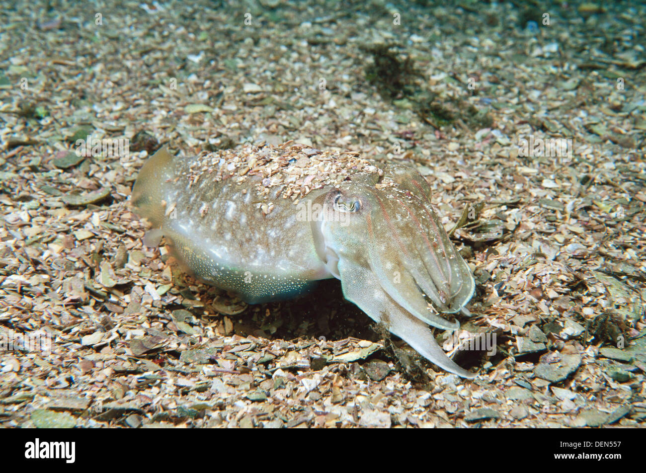 Mollusc mimicry hi-res stock photography and images - Alamy