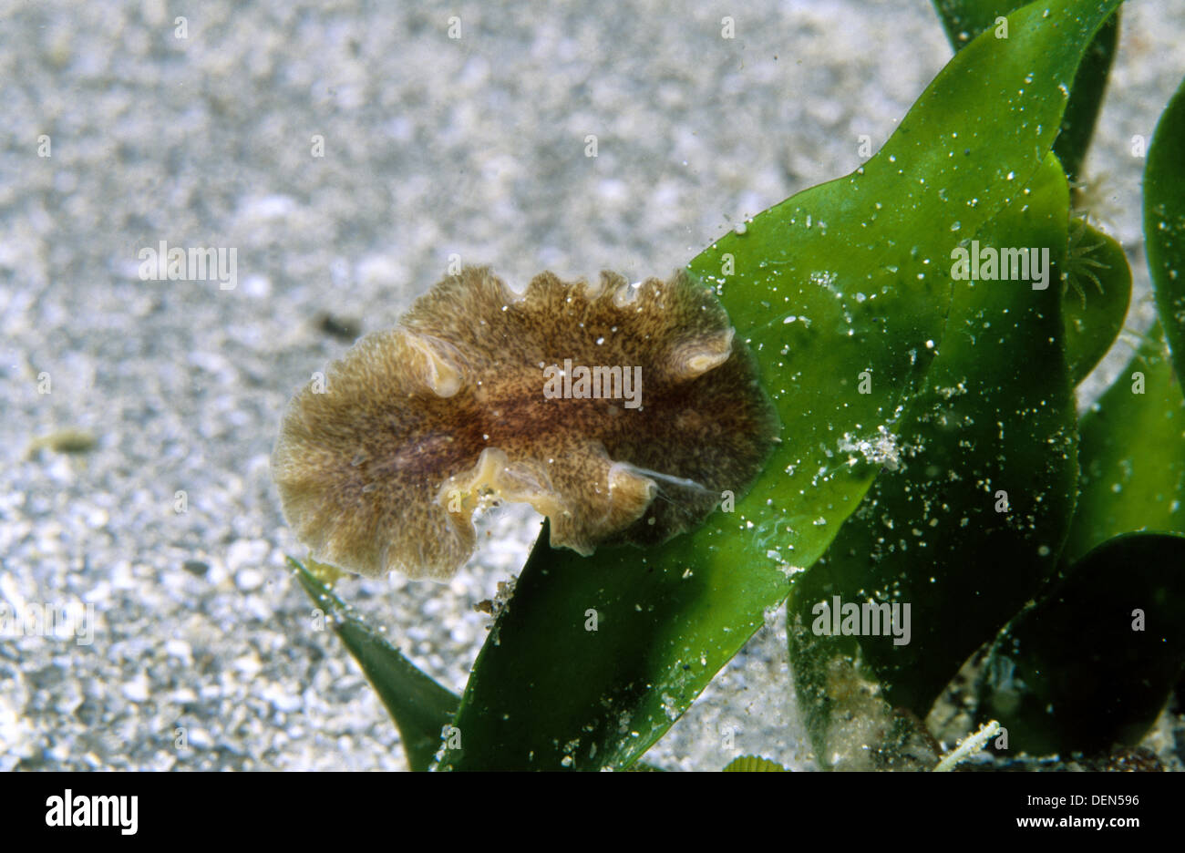Pilidium hi-res stock photography and images - Alamy
