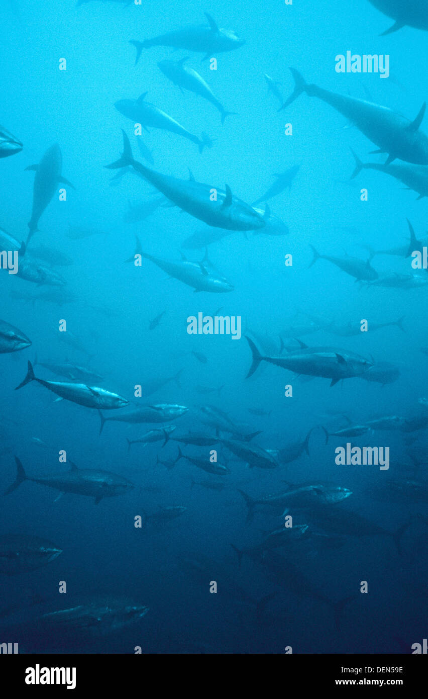 Northern Bluefin Tuna (Thunnus thynnus). Galicia, Spain Stock Photo - Alamy