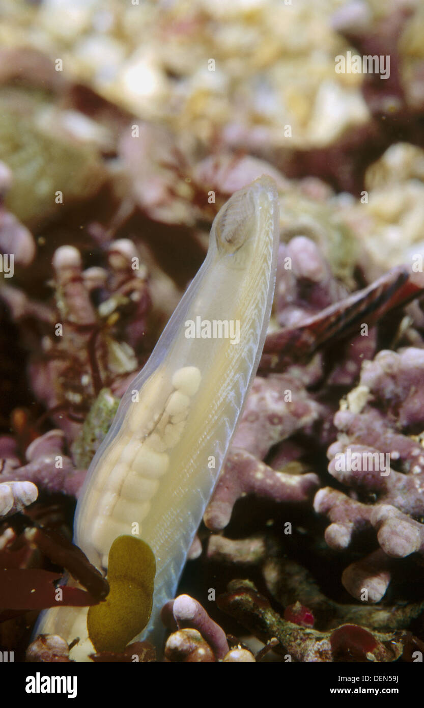 Examples Of Lancelets