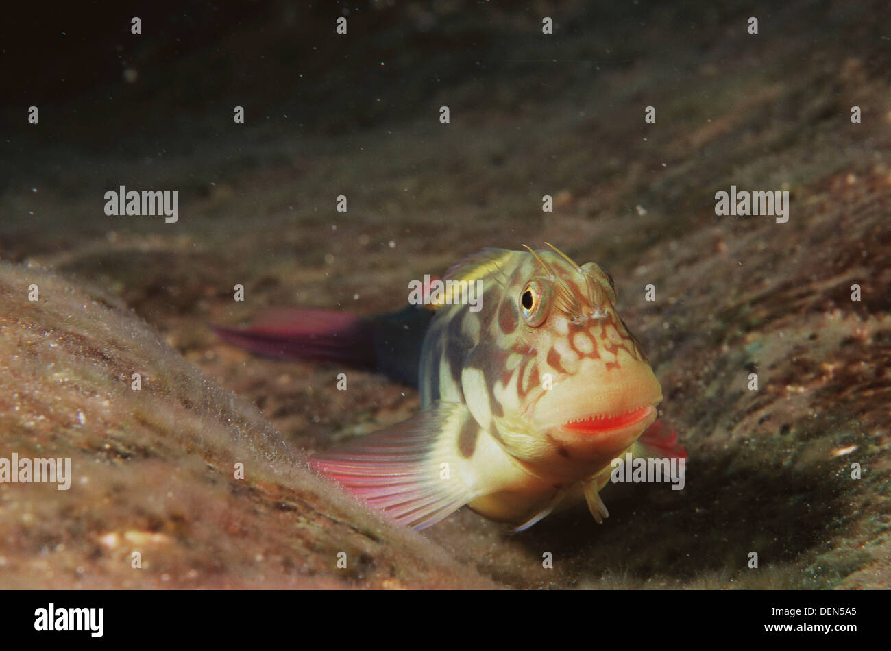 Savage Islands (aka Selvagens Islands), near Madeira. Redlip blenny ...
