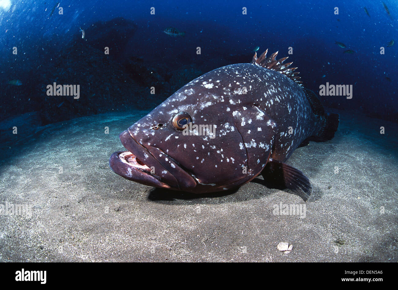Dusky grouper madeira hi-res stock photography and images - Alamy