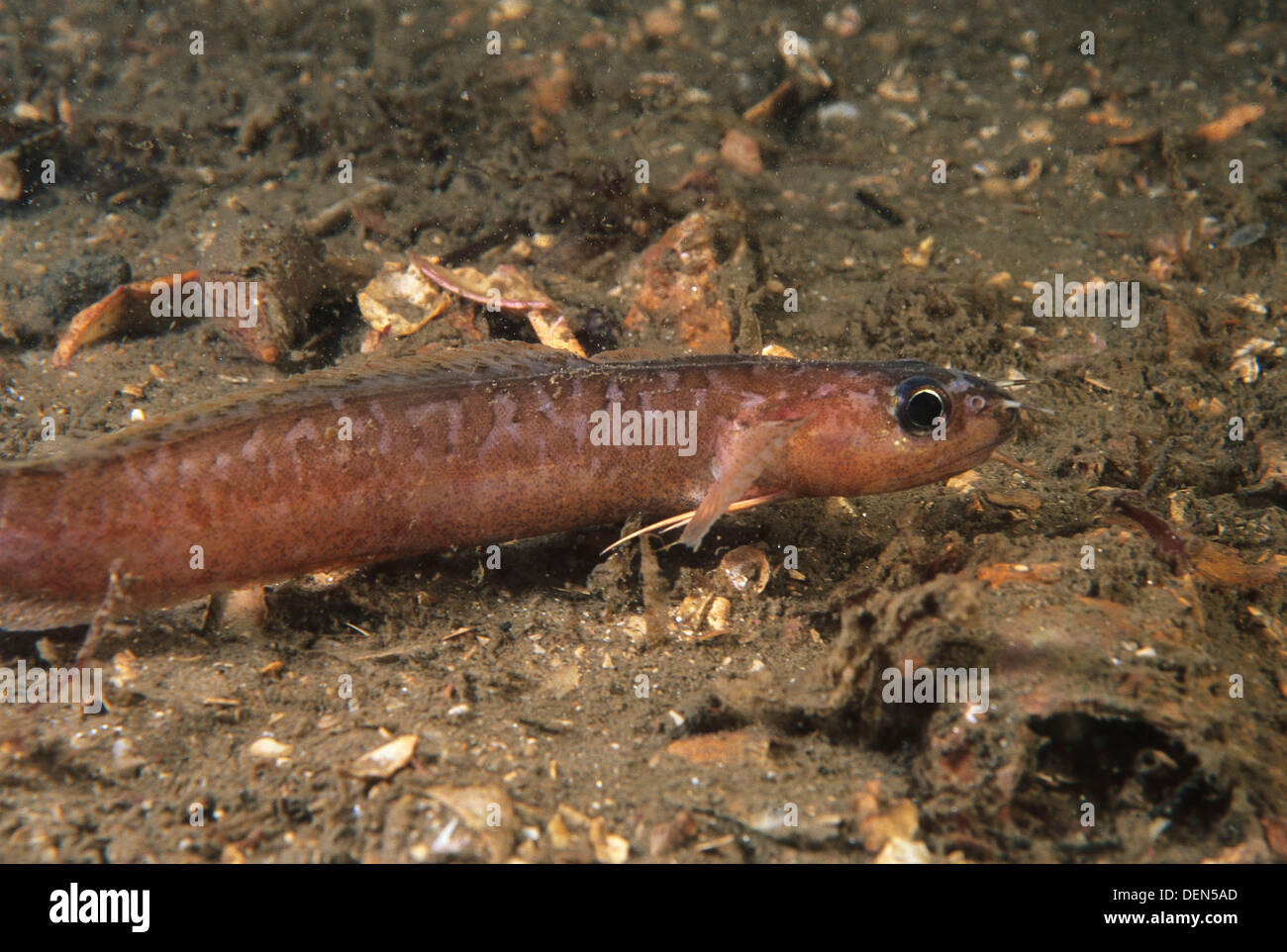 Three bearded rockling gaidropsarus vulgaris hi-res stock photography ...
