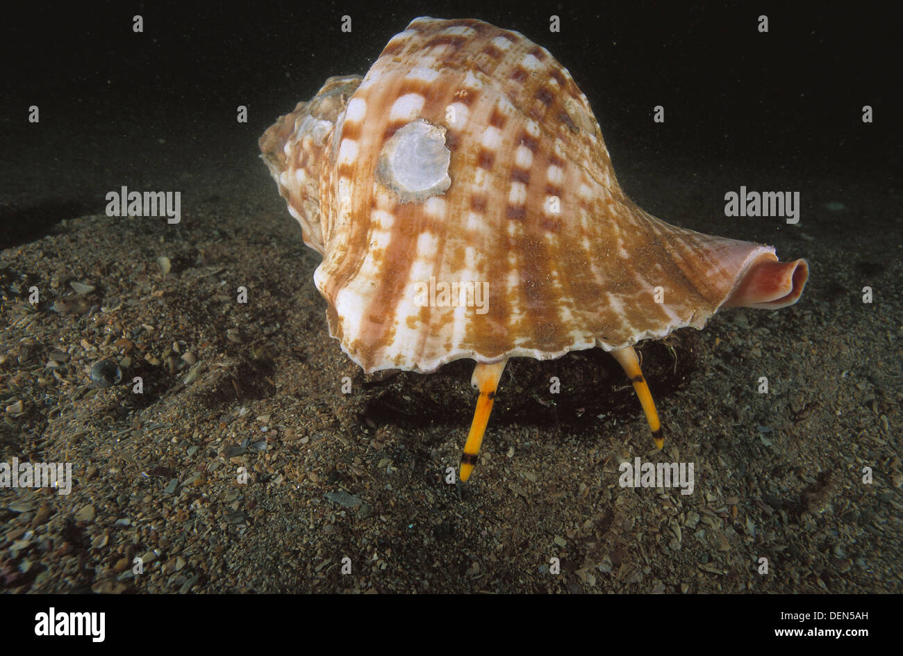Trumpet shell hi-res stock photography and images - Alamy