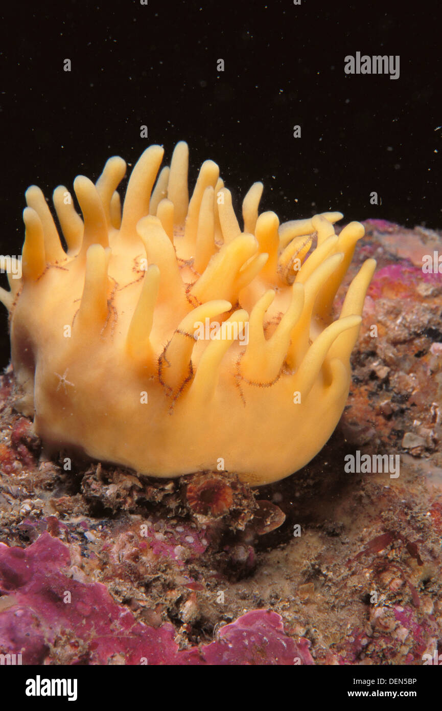 Polymastia sponge hi-res stock photography and images - Alamy