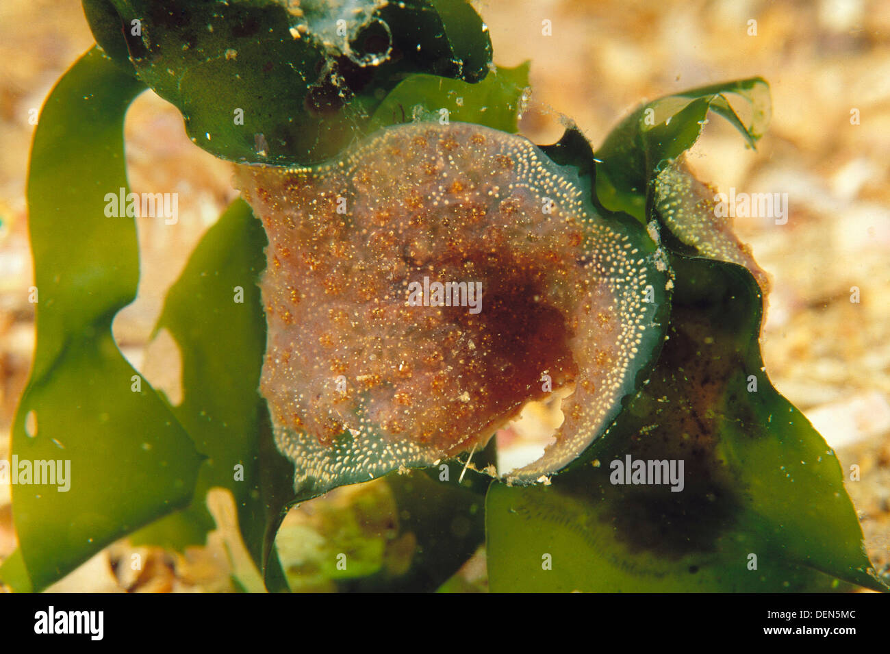 Star tunicate hi-res stock photography and images - Alamy